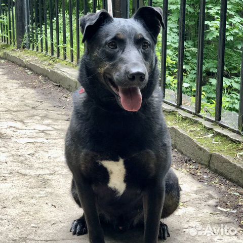 Собака в добрые руки