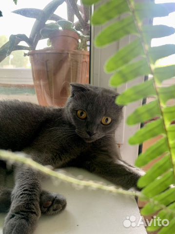 Кошка