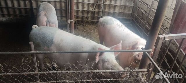 Свиньи живым весом