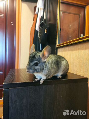 Шиншилла самец с клеткой