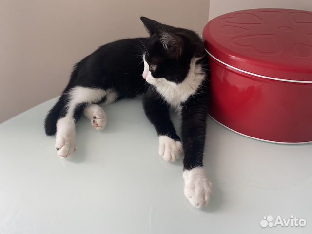 Молодая кошечка 2.5 месяца