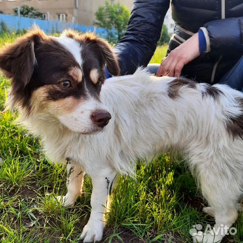 Нюша 8 мес 30 см в холке