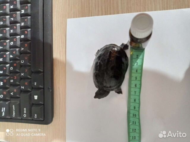 Мускусная черепаха Монреаль