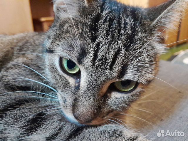 Кошка Ариша