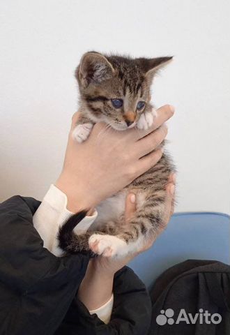 Котенок с космосом в глазках в добрые руки