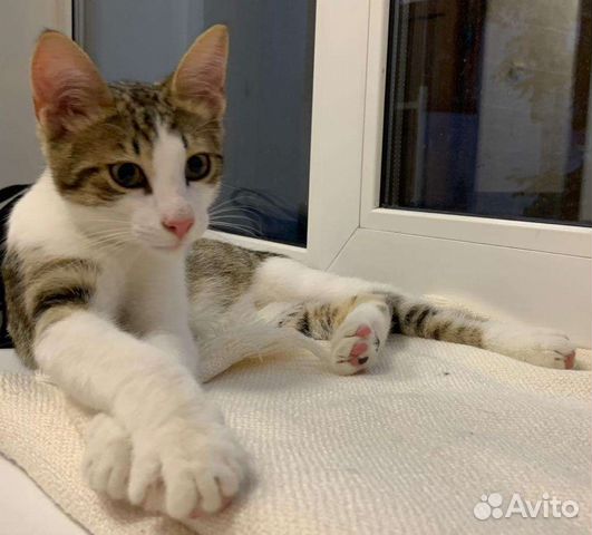 Котенок ищет дом
