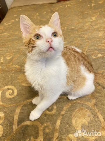 Котенок в добрые руки