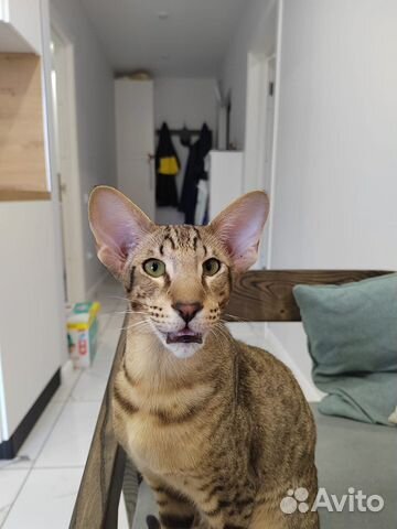 Ориентальный кот на вязку