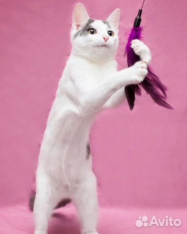 Котенок кошечка в добрые руки