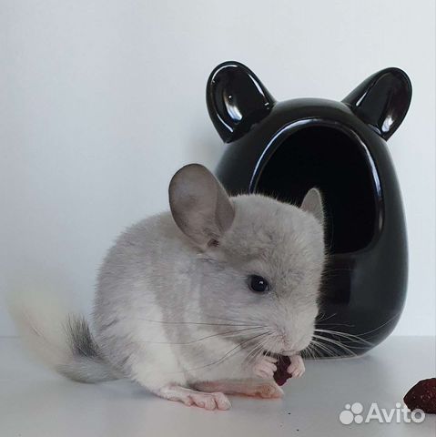 Шиншилленок мальчик белый фиолет 2,5 мес