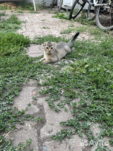 Шотландская кошка