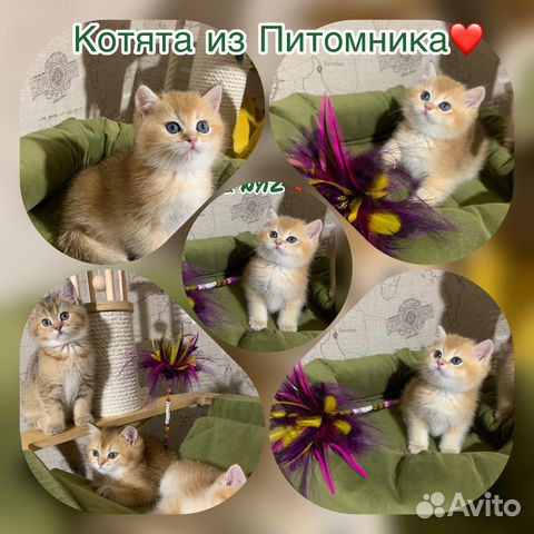 Британские шиншильные котята