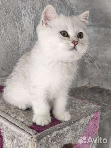 Шотландская прямоухая девочка