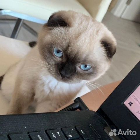 Кошка шотландская вислоухая