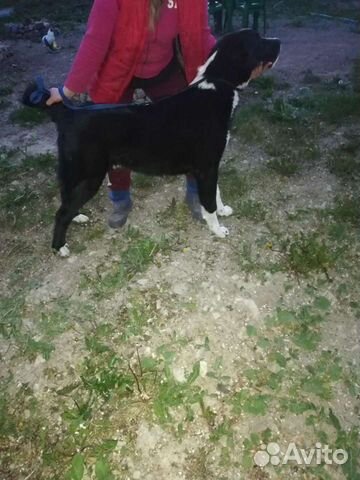 Среднеазиатская овчарка алабай щенки