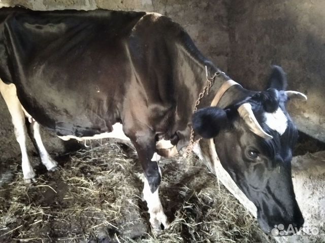 Корова голштинской породы