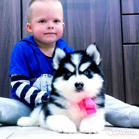 Хаски Красивые Детки с Документами и Клеймом