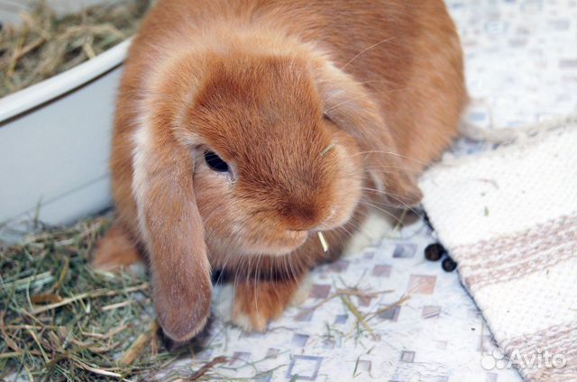 Декоративный кролик 3 мес в семью