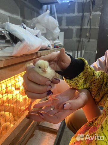 Цыплята броллер кобб-500 (Чехия)