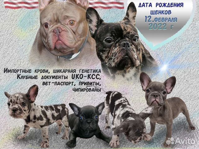 Продам щенков французского бульдога