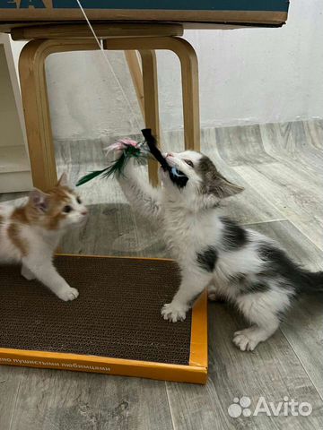 Спасённые котята ищут дом