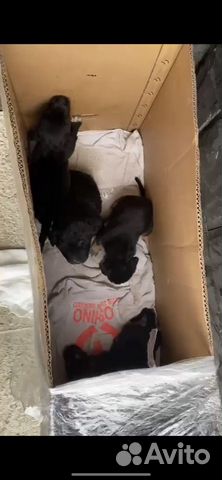 Щенки бесплатно