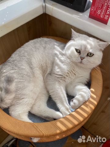 Кот-интроверт Яша в добрые руки