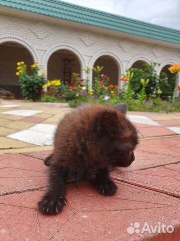 Котята породистые