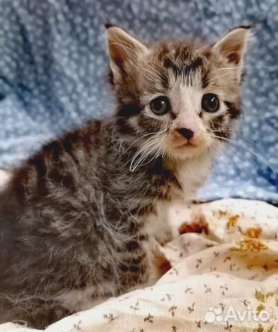 Котенок ищет дом