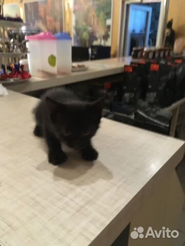 Котенок ищет добрые руки