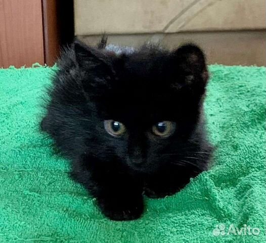 Кошка в дар бесплатно