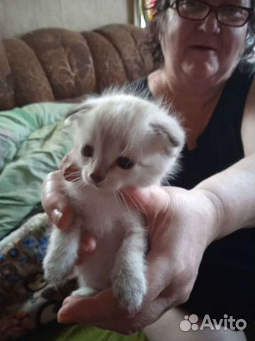 Котята в добрые руки приучены к лотку. Метисы