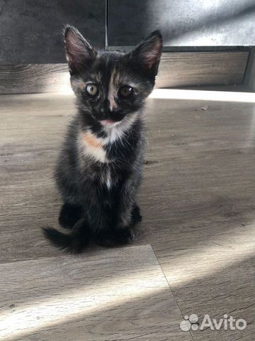 Котята от кошки крылоловки