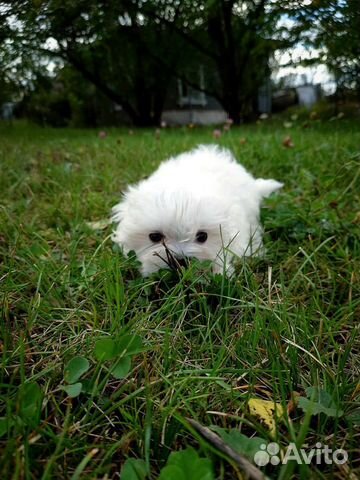 Щенки мальтезе