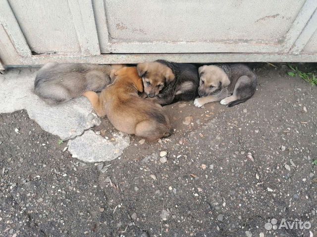 Щенки алабая