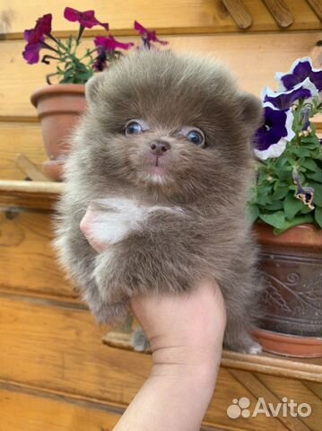 Мини мишка лиловый