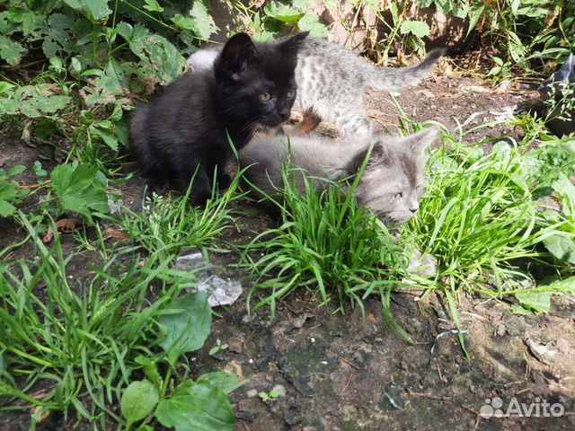 Котята русская голубая