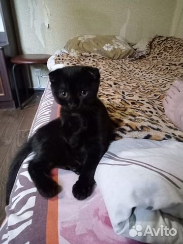 Продам шотландских котят