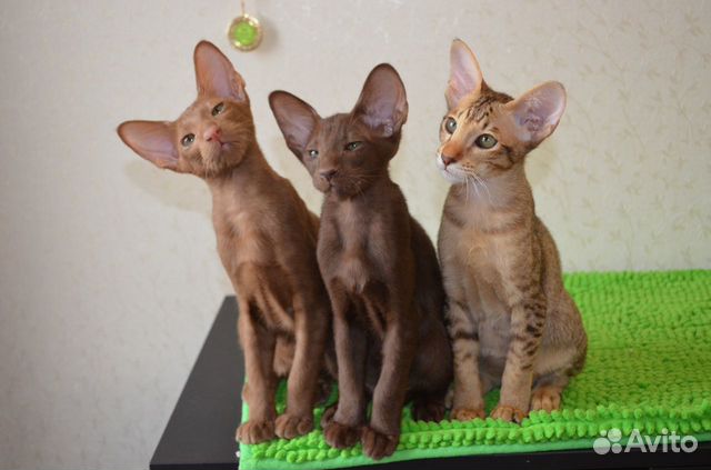 Ориентальные котята