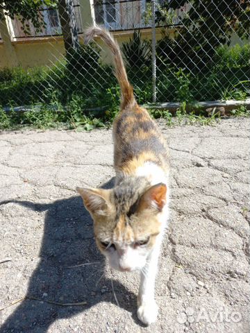 Кошечка ищет себе хозяина