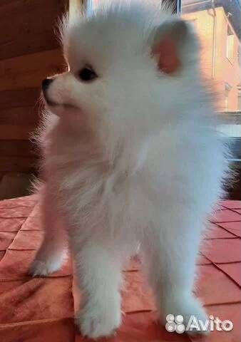 Щенки померанского шпица медвежьего типа