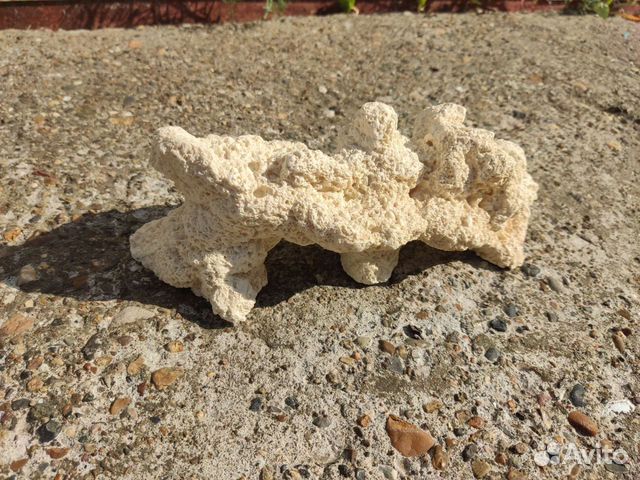 Коралл балянус