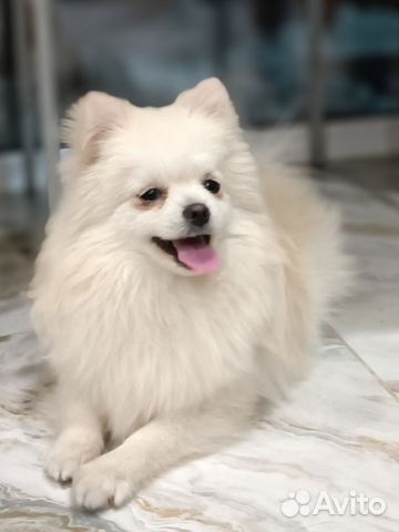 Шпиц малый кобель