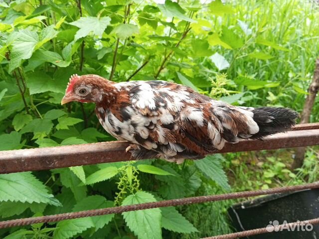 Куры несушки, бентамки (карликовые)