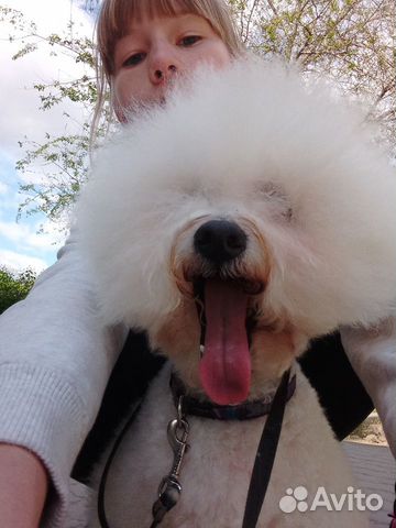 Бишон фризе вязка