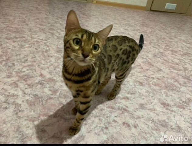 Чистокровная бенгалка