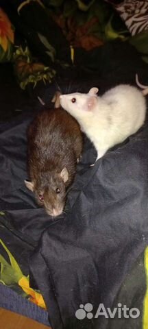 Крысы бесплатно