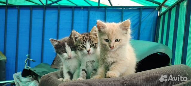 Отдам котят в добрые руки