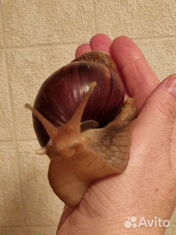 Улитки ахатины в добрые руки