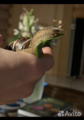 Улитки виноградные